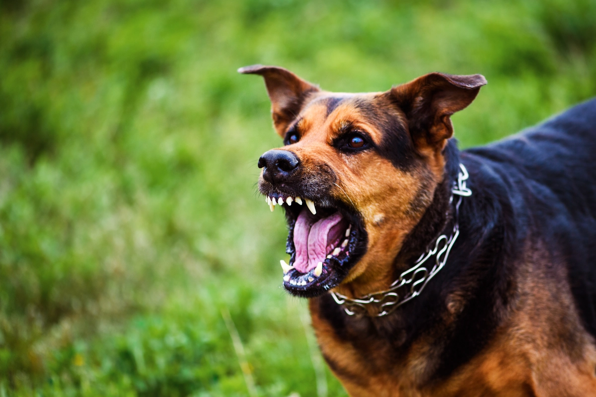 How to Report a Dog Bite in Los Angeles County | LA Century Law