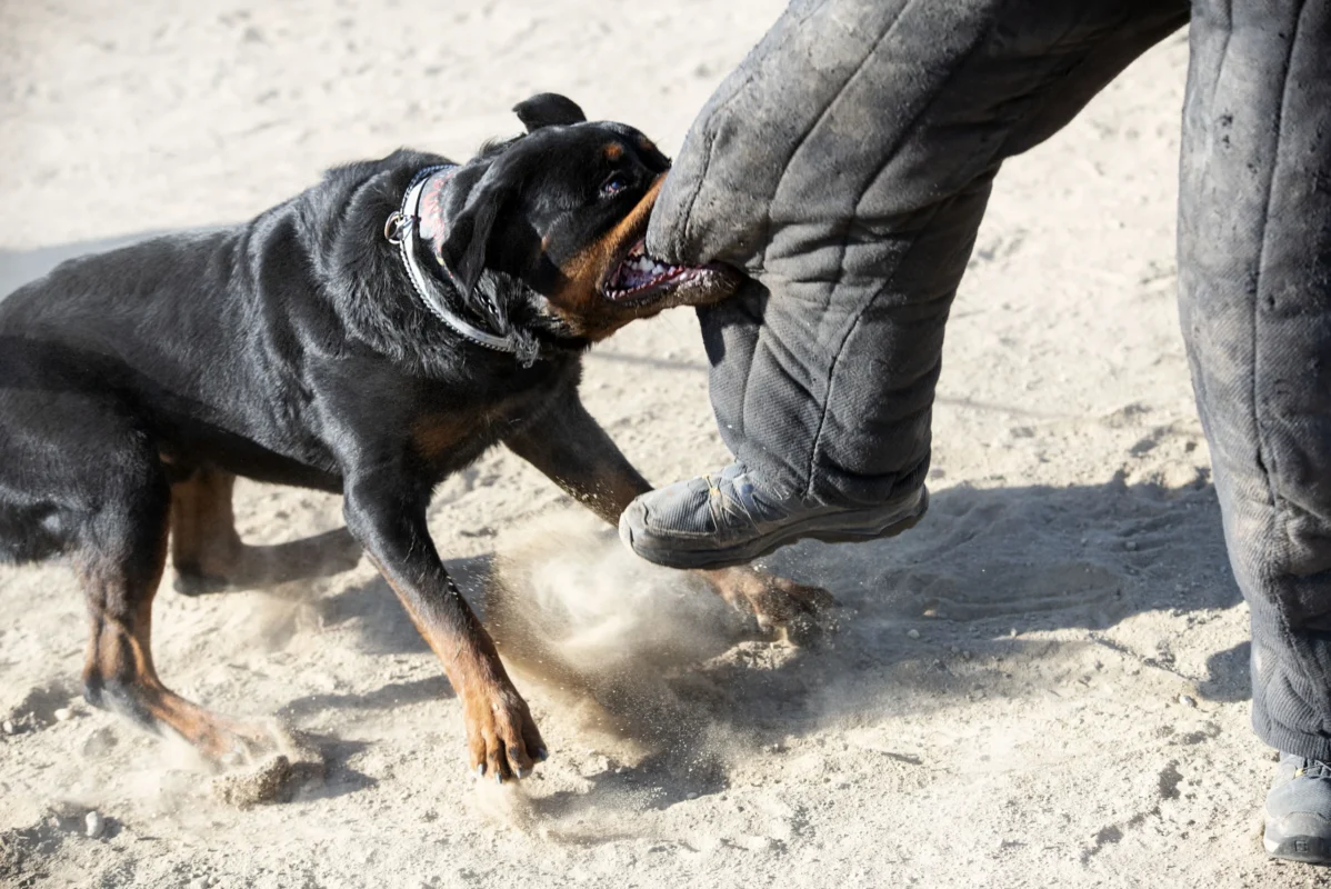 Dog Bite Lawsuit California: Filing, Liability & Compensation